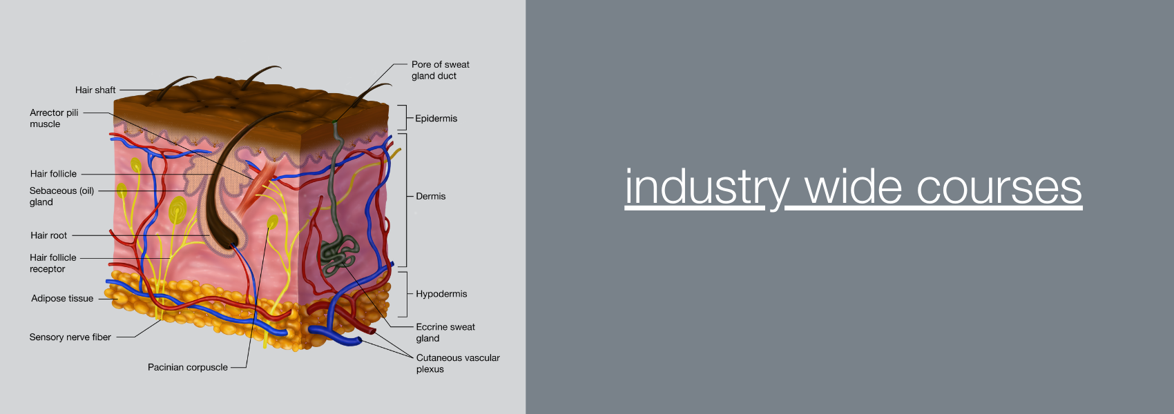 Homepage - International Dermal Instititute